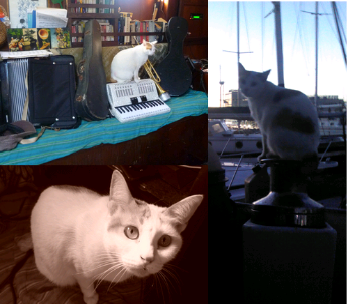 Kat the cat | KARAKA